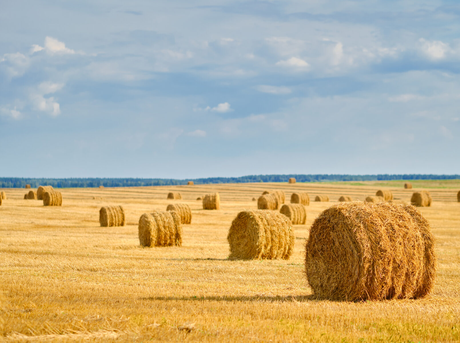 Hay Moisture Meter Dramiński HMM - Dramiński
