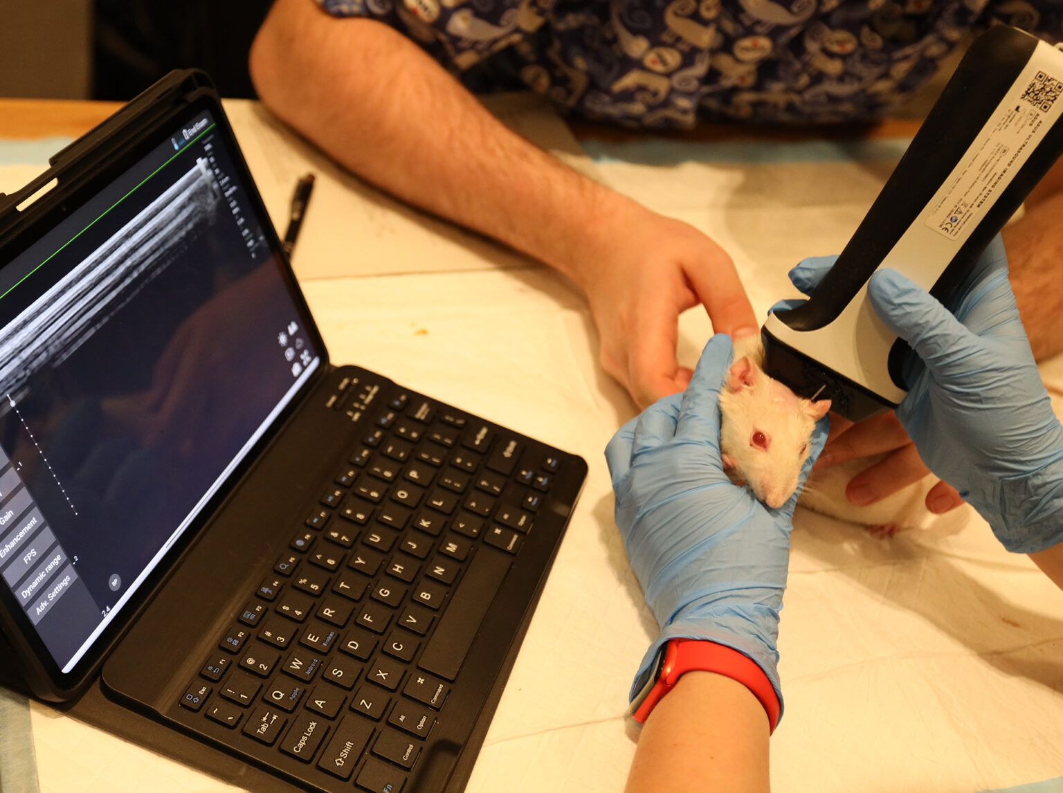 ASUS wireless ultrasound probes - Dramiński