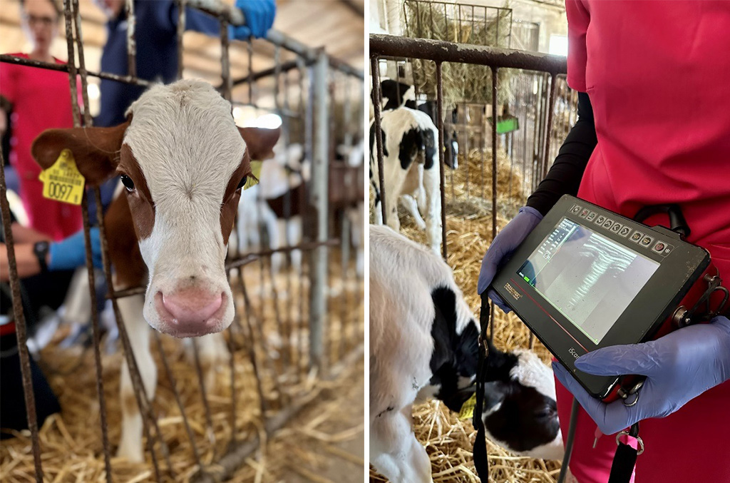 Lung ultrasound examination in calves - Dramiński