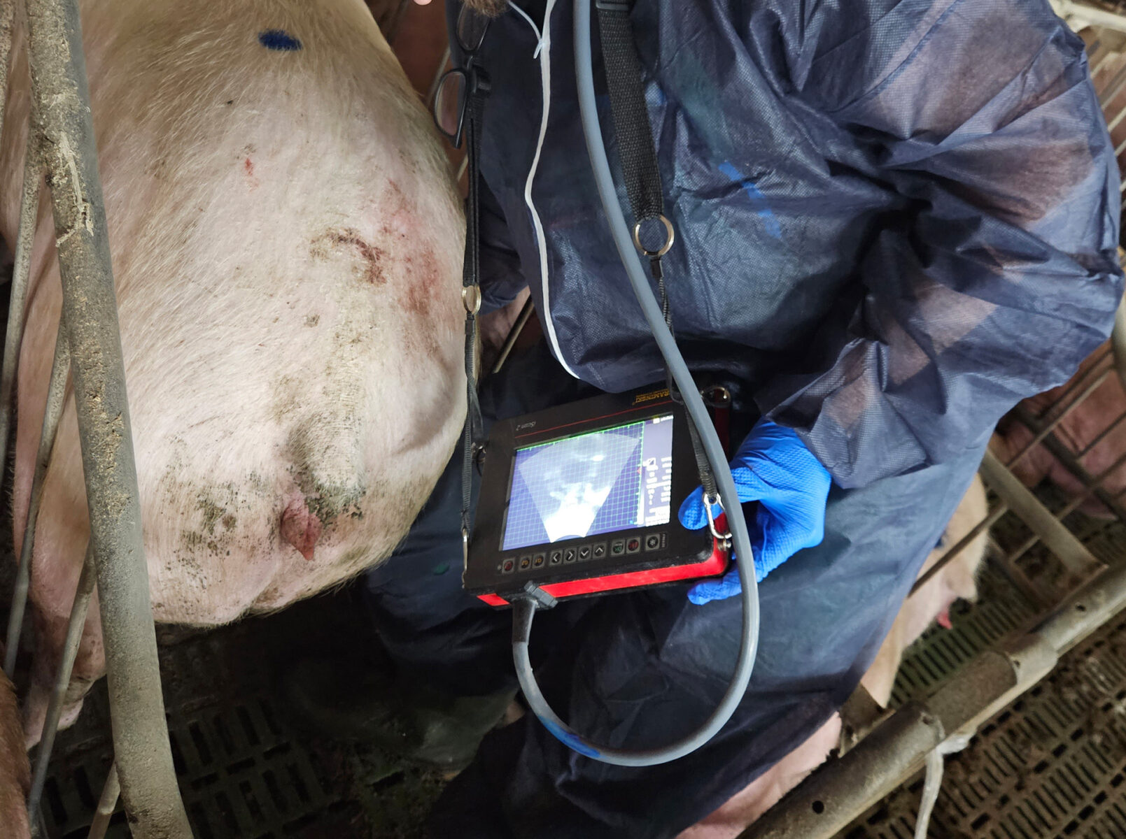 iScan 2 ultrasound scanner - Dramiński