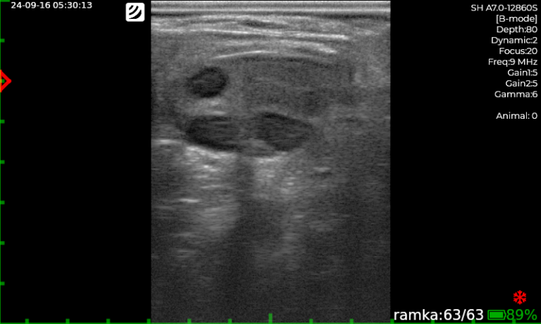 The cow’s normal reproductive cycle and ovarian anatomy - Dramiński