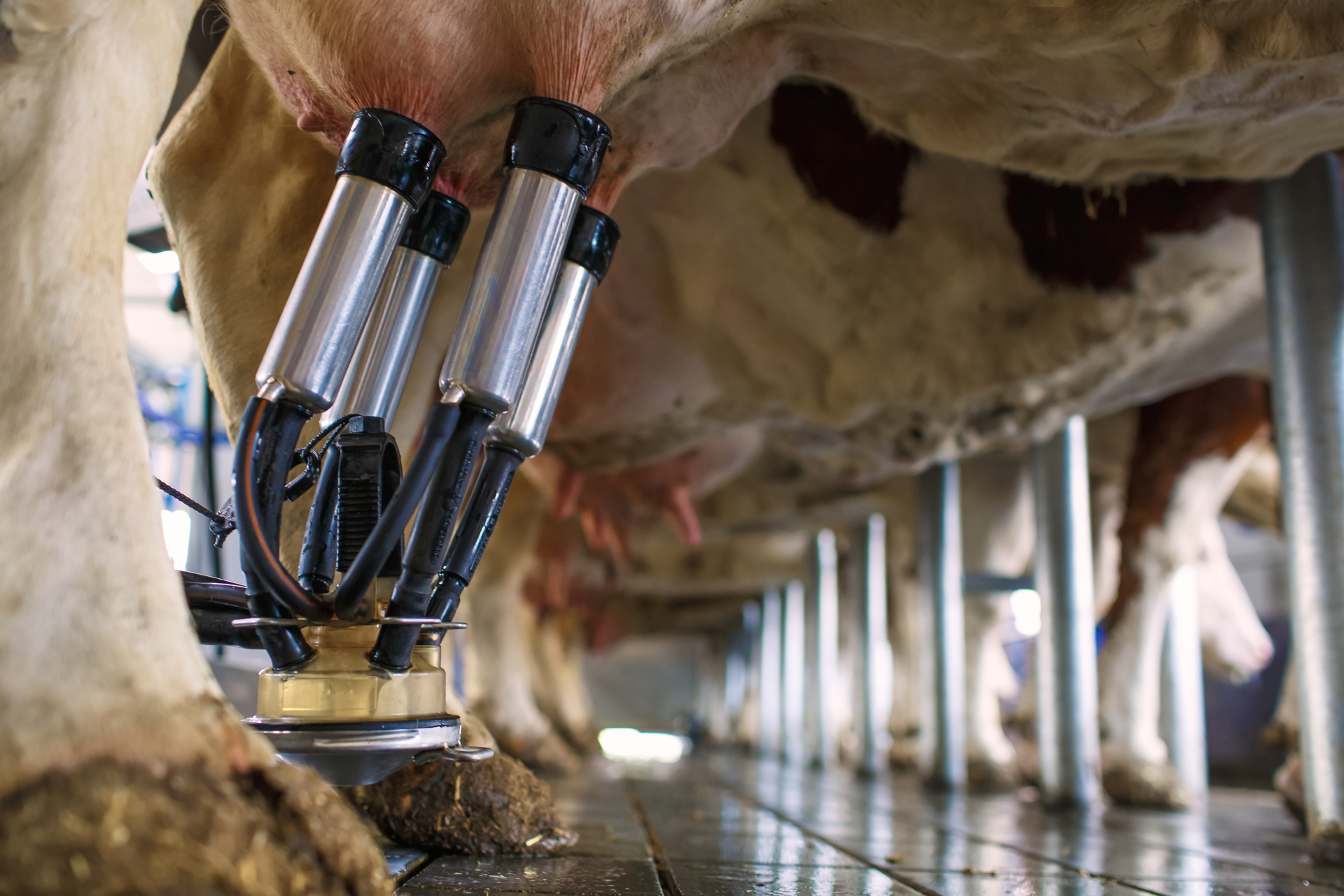 Mastitis in Dairy Cows – How to Spot, Treat, and Prevent Udder ...