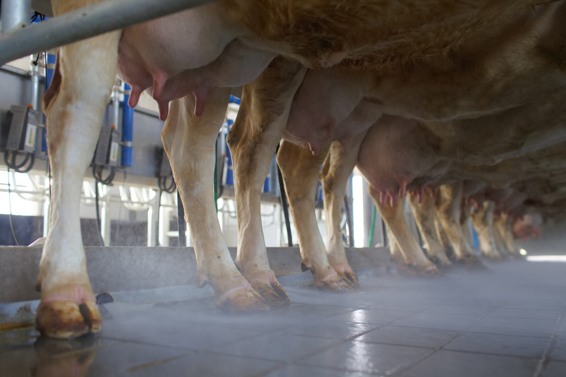 Mastitis in Dairy Cows – How to Spot, Treat, and Prevent Udder ...