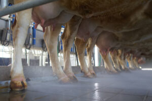 Mastitis in Dairy Cows – How to Spot, Treat, and Prevent Udder ...